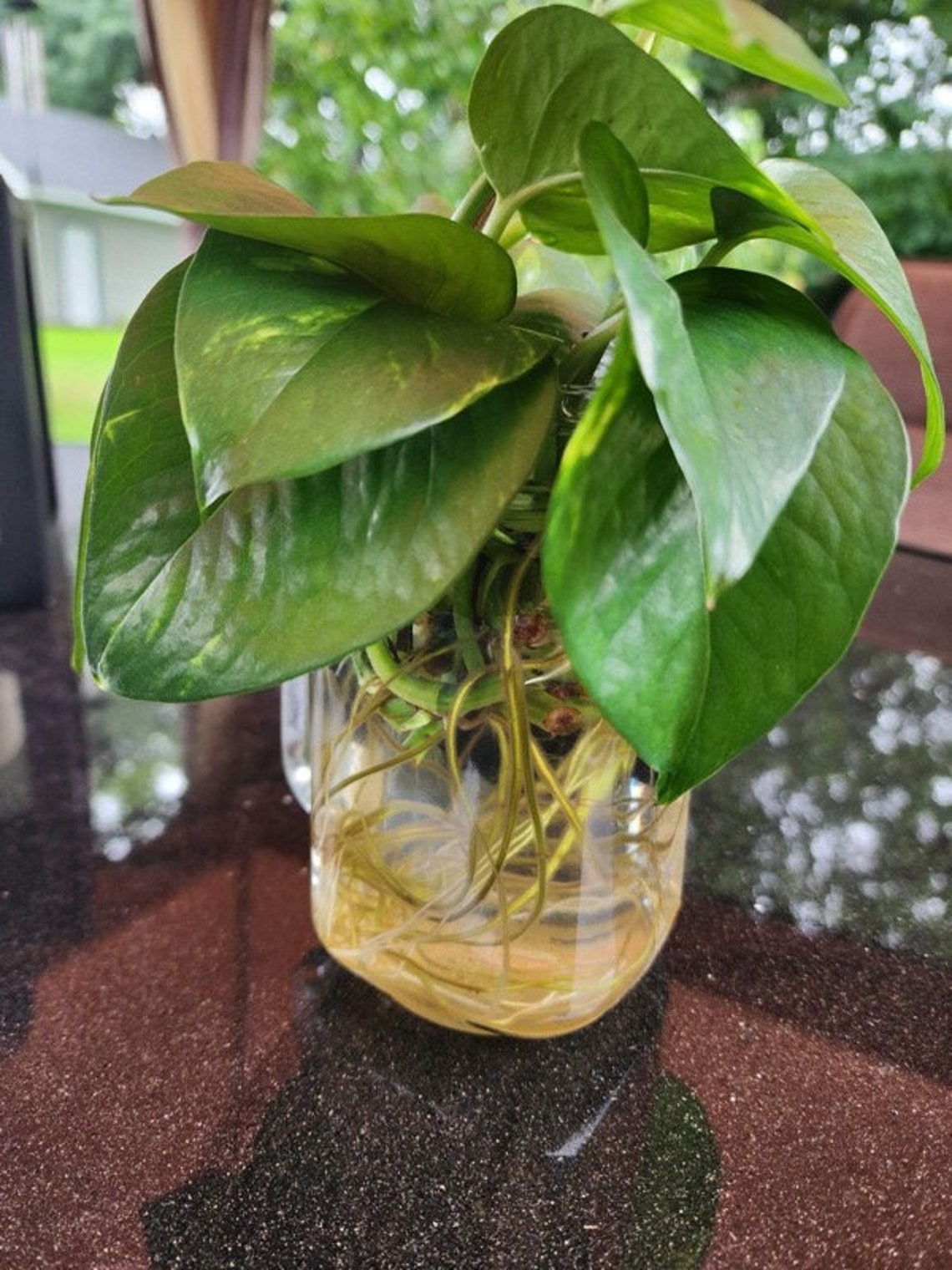 Pothos Cutting, Pothos Pup, Pothos Clipping, Pothos Starter Plant - Etsy