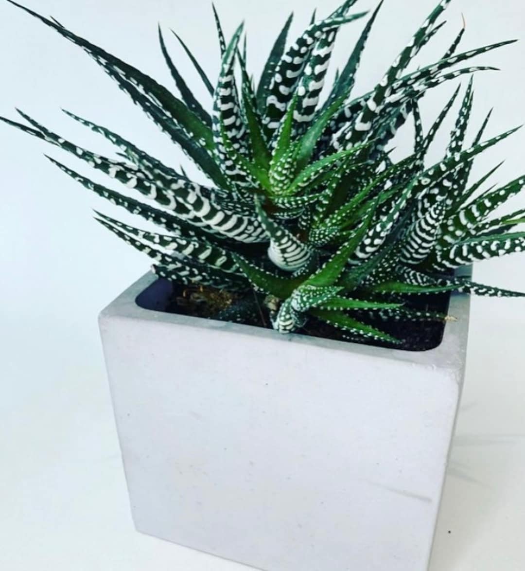 Large Square House Planter Herb / Succulent / Cacti Planter. 12cm ...