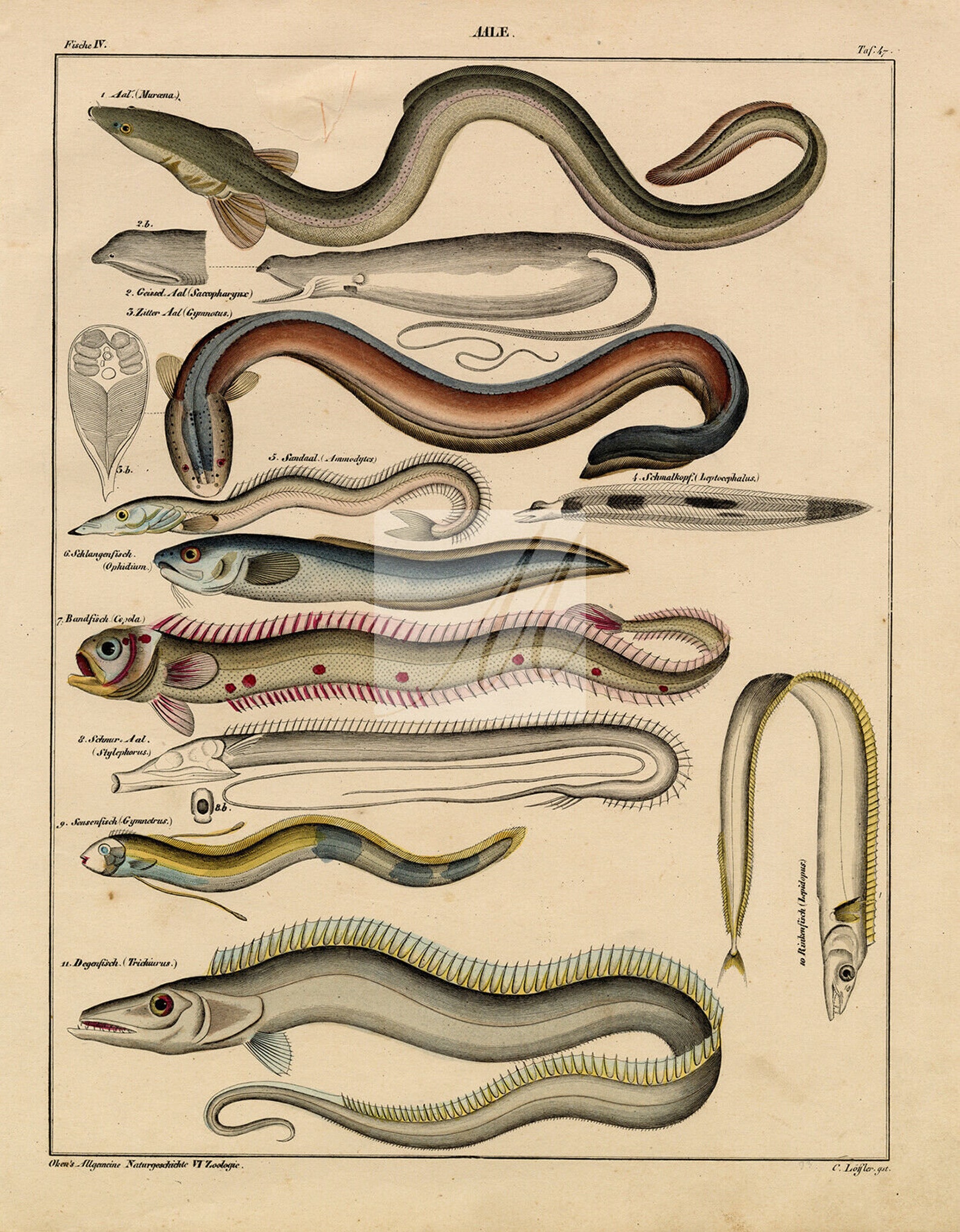 FISH Ophidium Hairtail Stylephorus Antique Handcoloured - Etsy