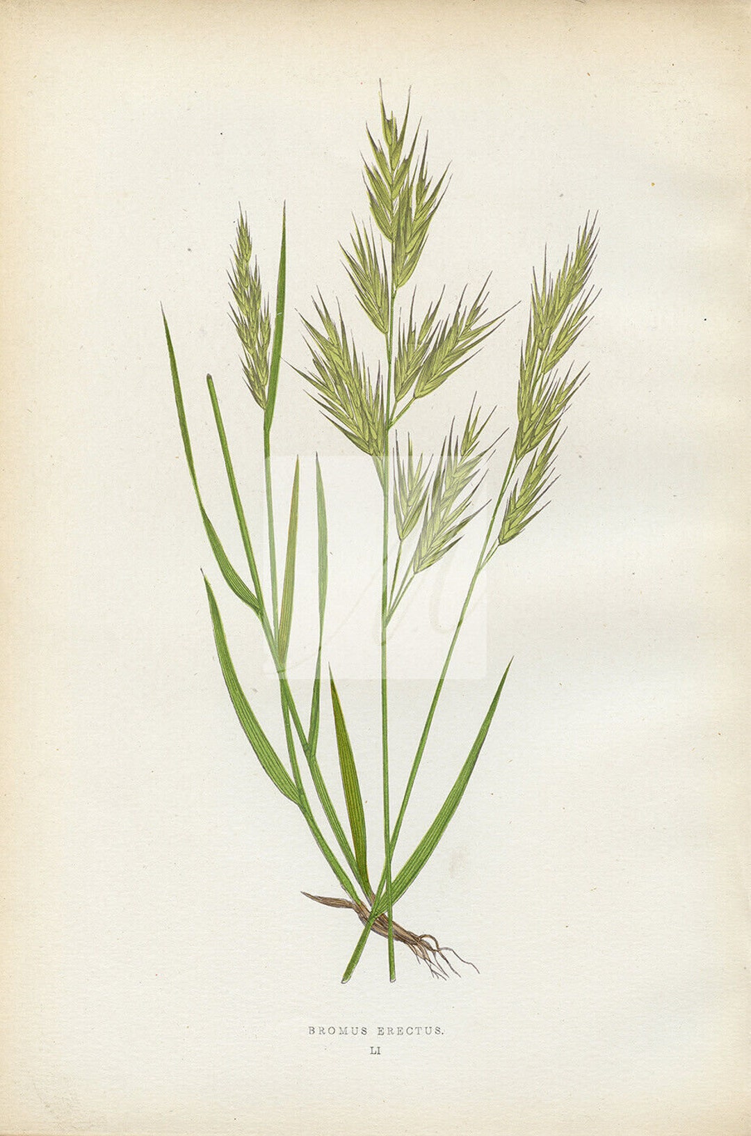 BROMUS ERECTUS Vintage Botanical Print British Grasses - Etsy