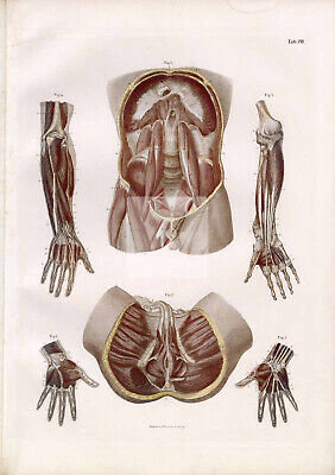 HUMAN Anatomy Print Muscles Trunk Abdomen Perineum Arm - Etsy