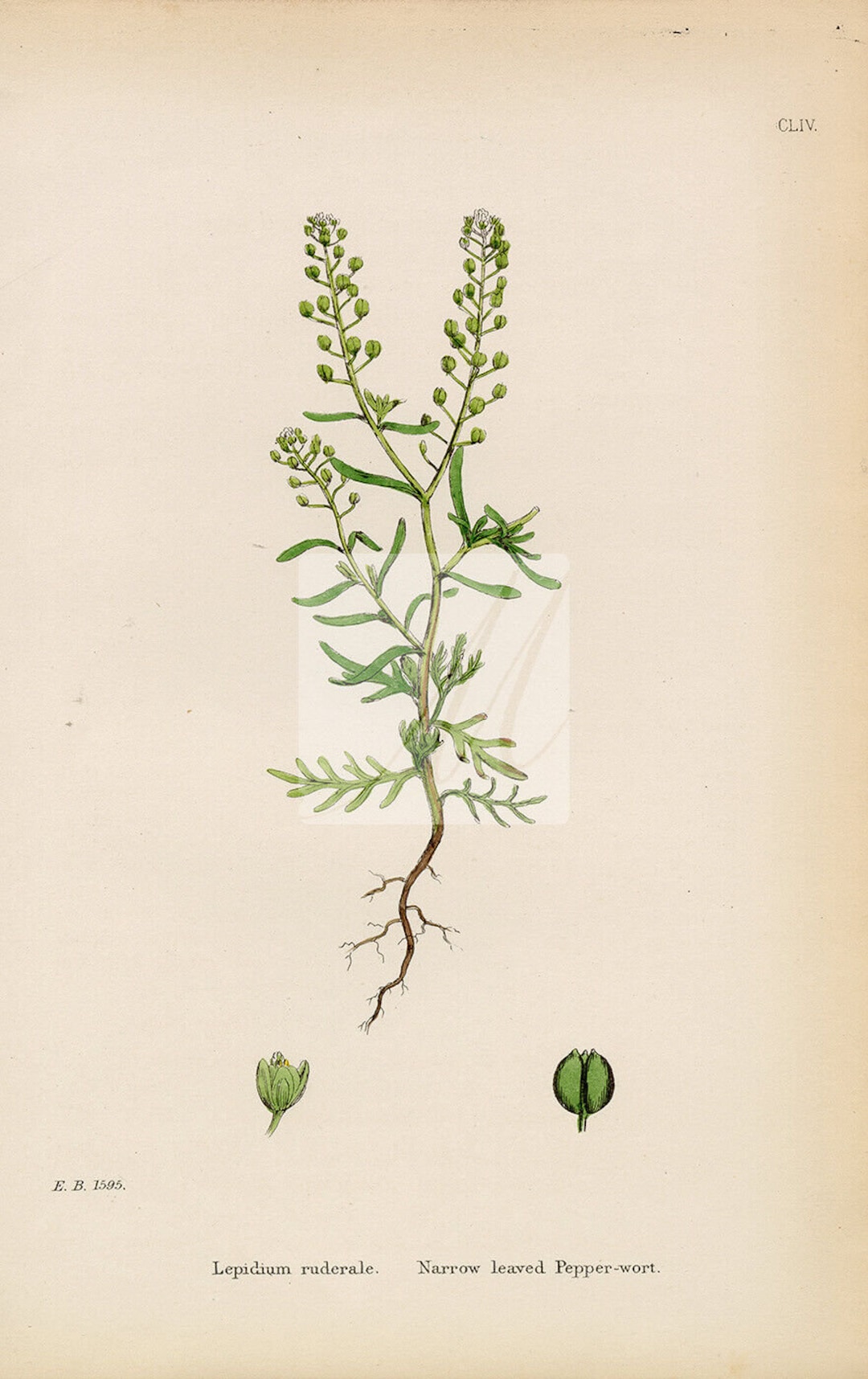LEPIDIUM Ruderale Narrow Leaved Pepper-wort Vintage Print 1863 H544 - Etsy