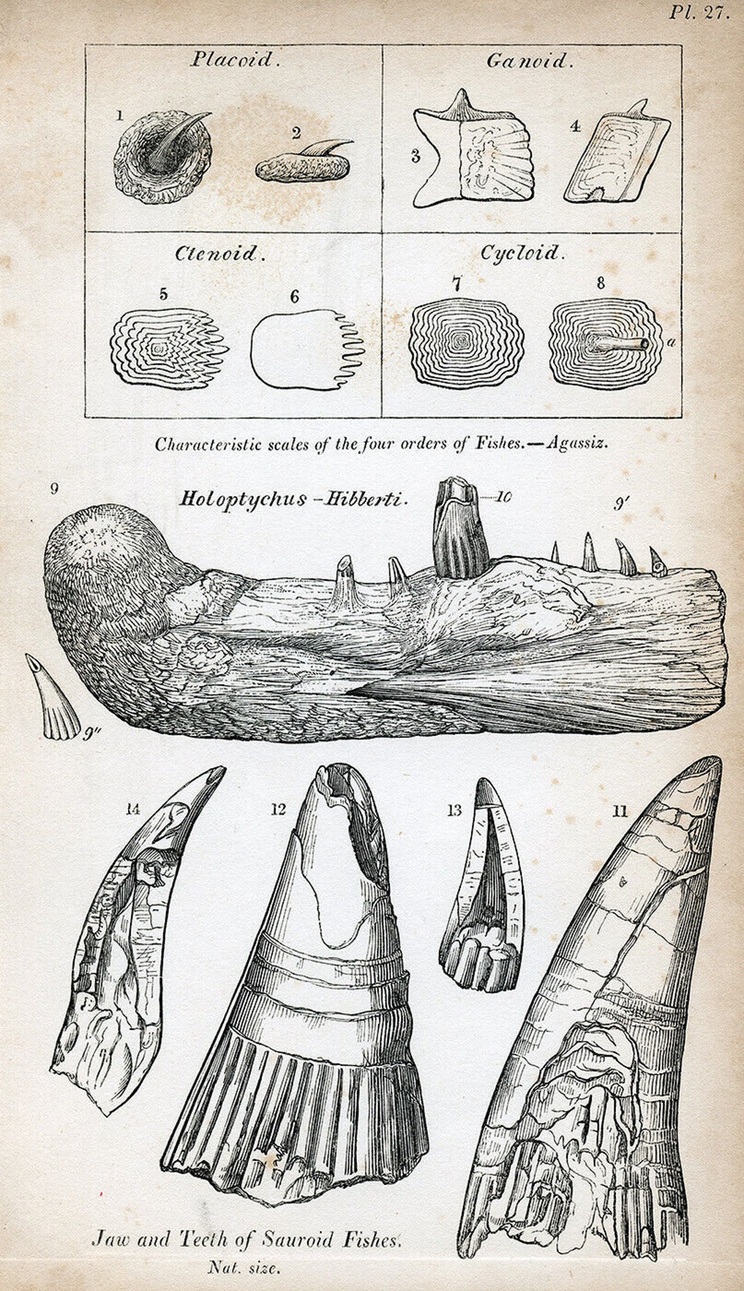 Jaw and Teeth of Sauroid Fishes Vintage 1836 Fossil Print - Etsy