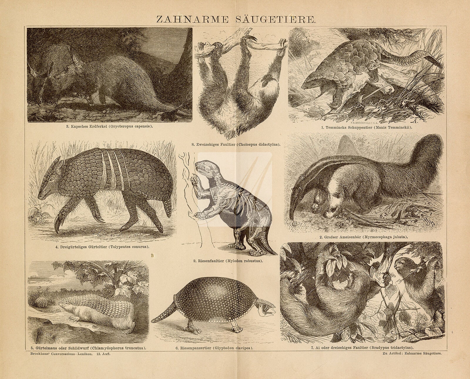 Toothless Mammals