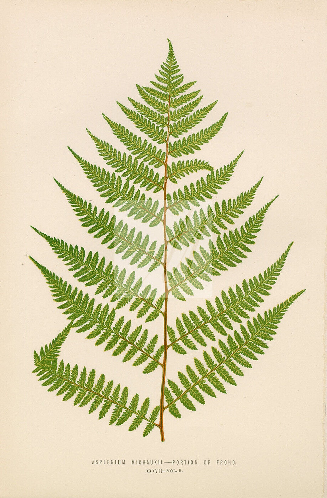 VINTAGE Fern Illustration Portion of Frond E. J. Lowe - Etsy