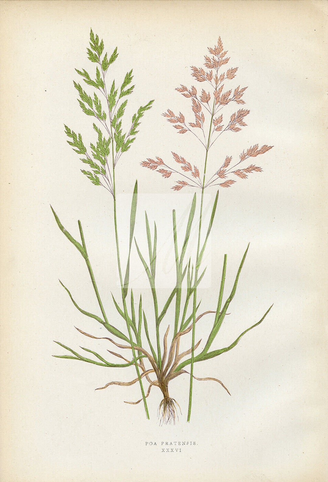 POA PRATENSIS Antique British Grasses Botanical Print H962 - Etsy