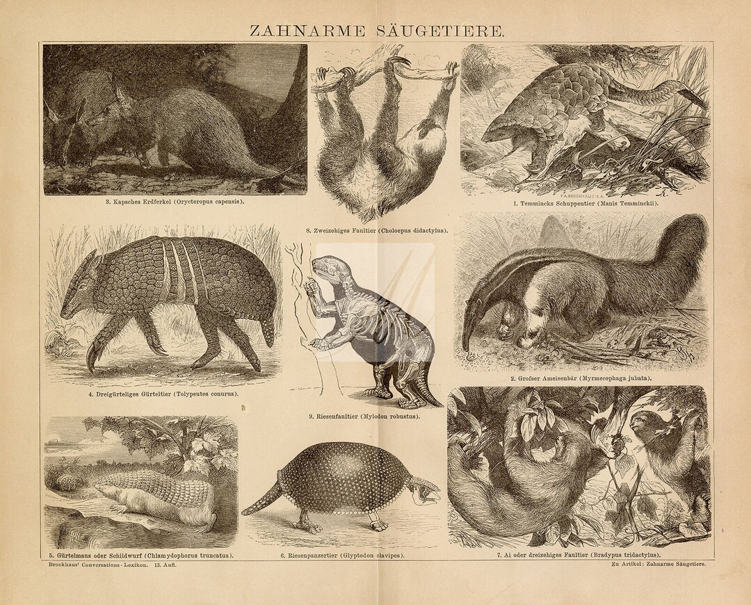 TOOTHLESS Mammals Antique Print Two-toed Sloth Girdle Mouse - Etsy