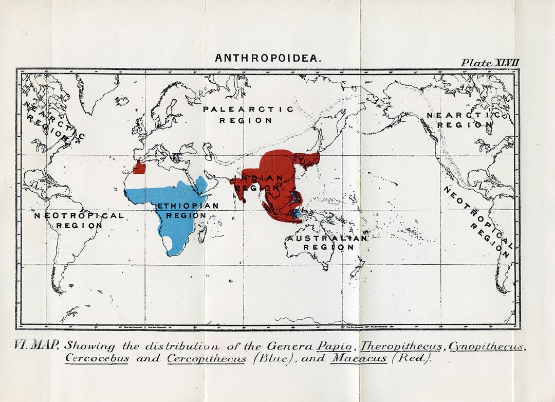 Vintage General Papio Distribution Map Folded Collectible - Etsy