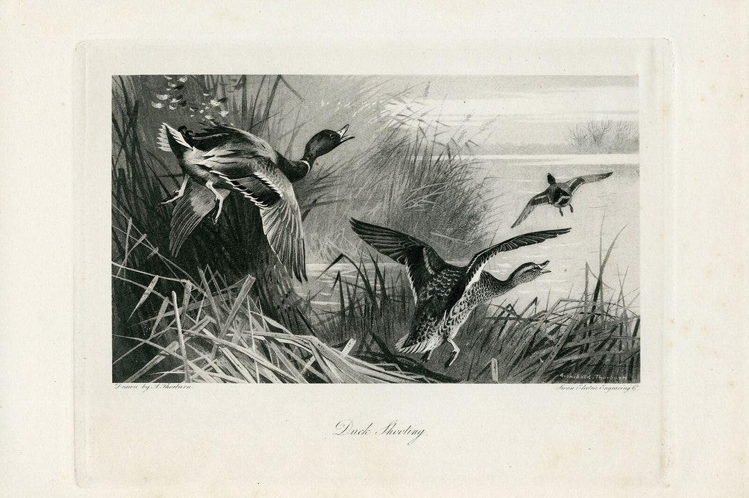 Antique Duck Shooting Engraving Vintage Waterfowl Hunting - Etsy