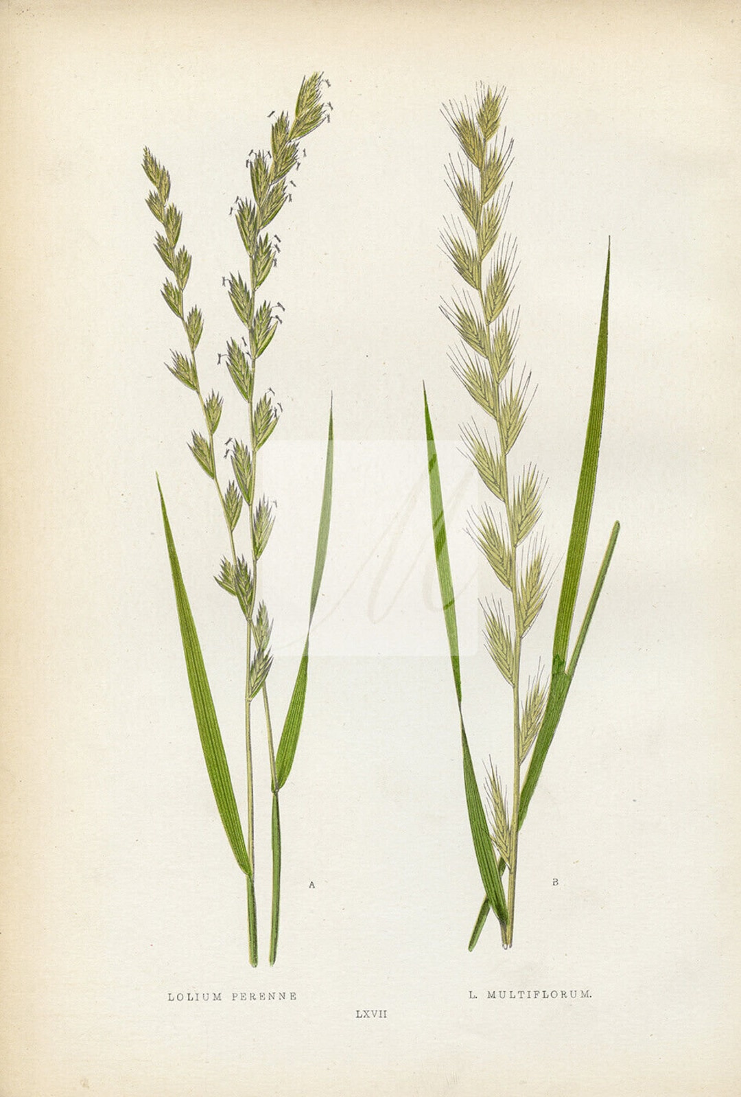 1891 Vintage Botanical Print Lolium Perenne/ Lolium - Etsy