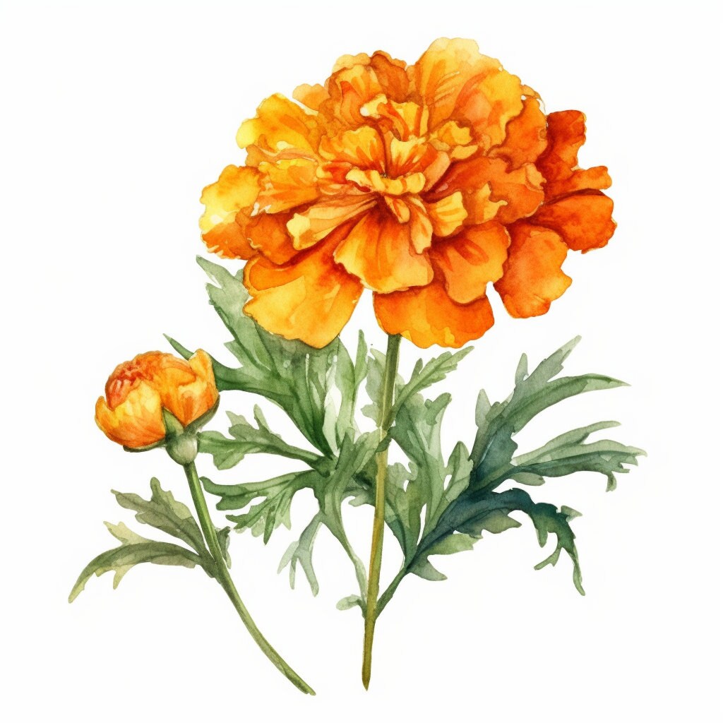 Marigold Flower Clipart, Watercolor Png Marigold Fields Download ...