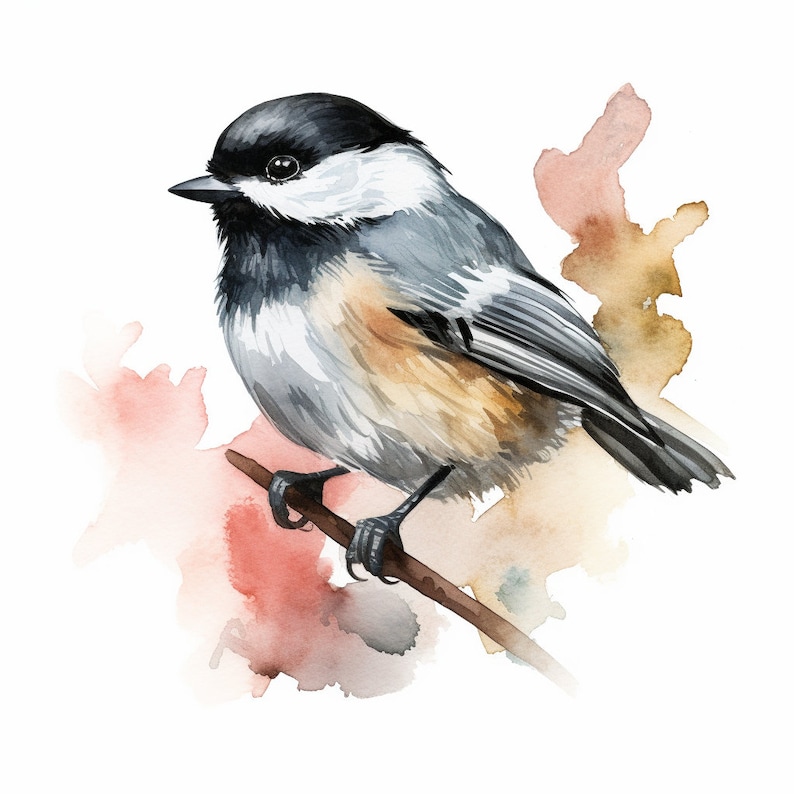 Black Capped Chickadee Clipart, Graceful Black-capped Chickadee Bird ...