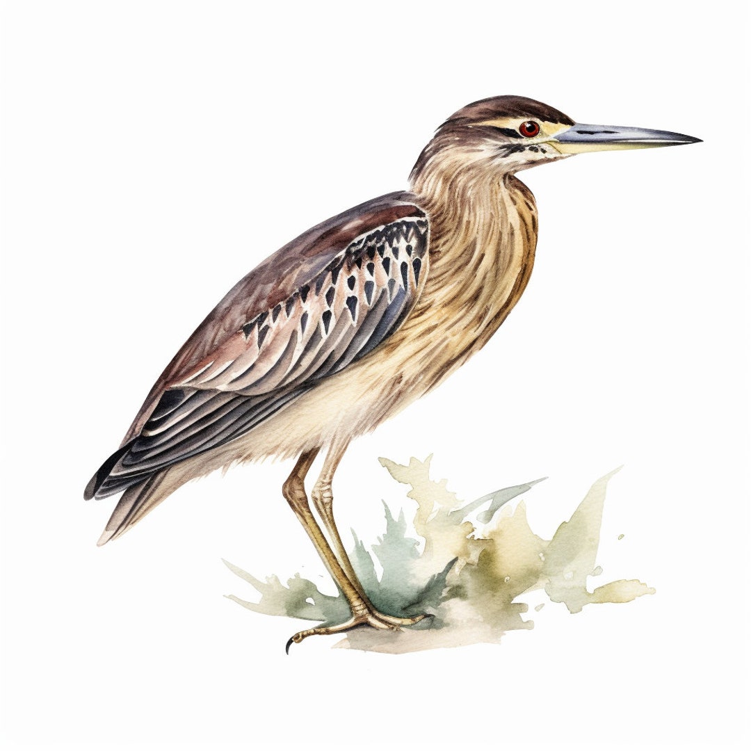 American Bittern Bird Clip Art Watercolor Bird Illustration - Etsy