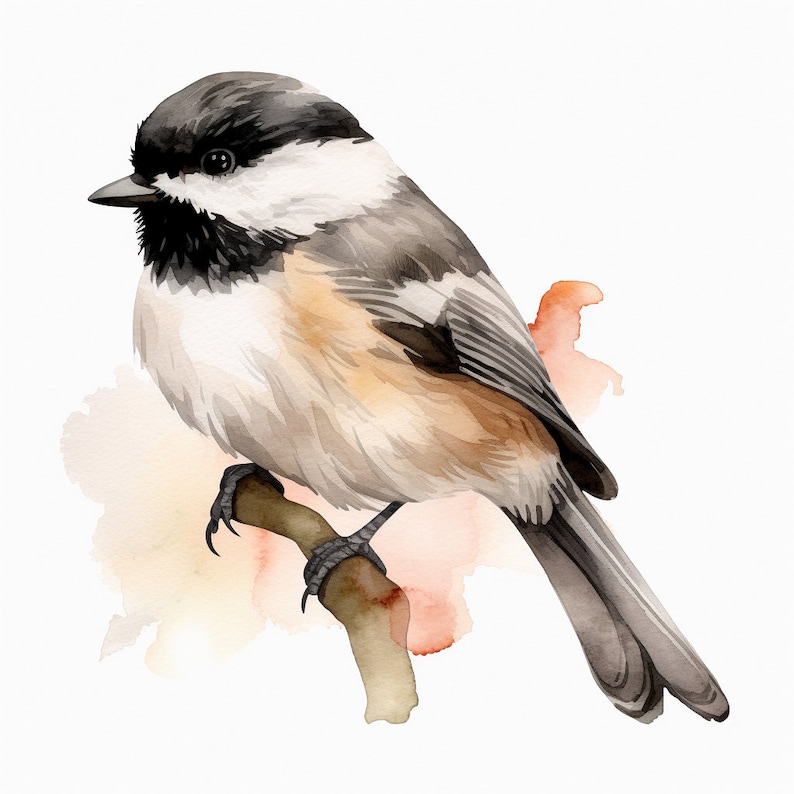 Black Capped Chickadee Clipart, Graceful Black-capped Chickadee Bird Clip Art, Watercolor Bird ...