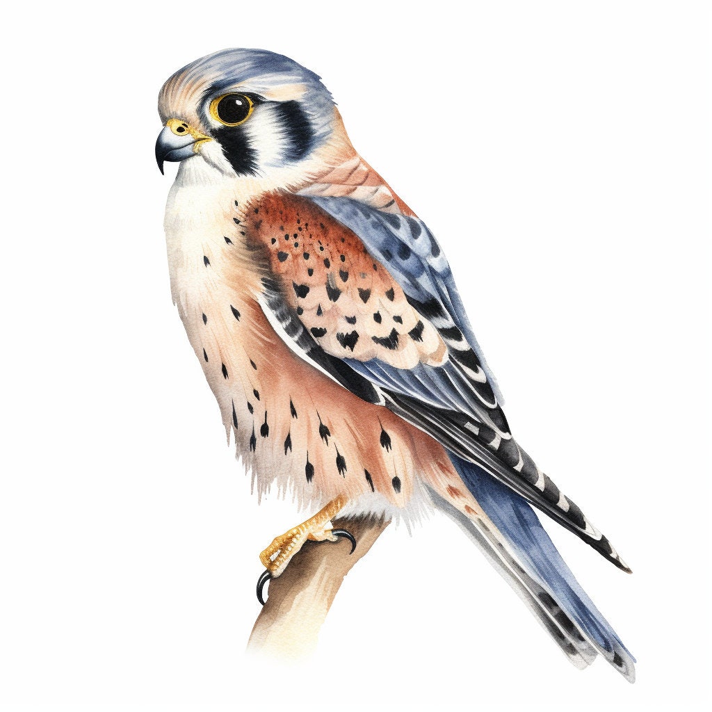 American Common Kestrel Clipart Bird Clipart Printable - Etsy