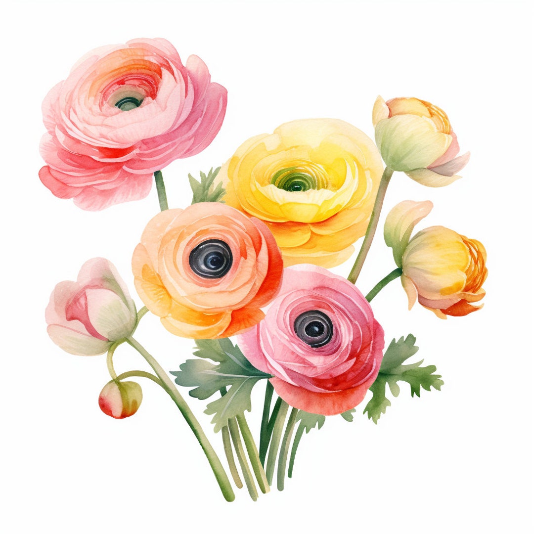 Ranunculus Clip Art Set, Digital Clip Art, PNG, Flower Clip Art, High ...