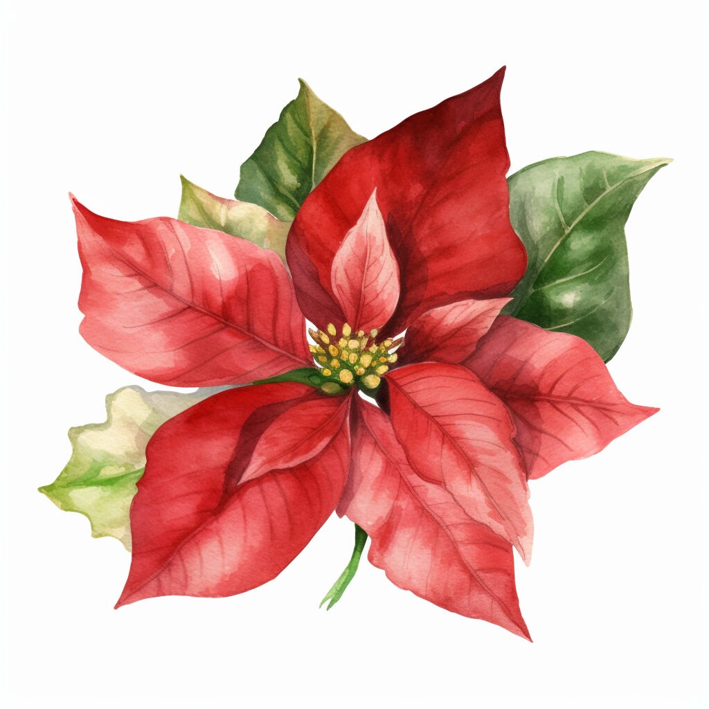 Poinsettia Watercolor Clipart, Christmas Flower Clipart, Instant ...