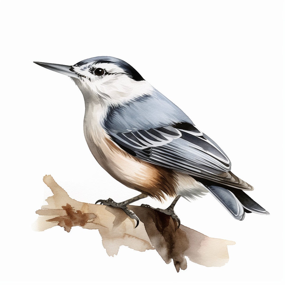 White Breasted Nuthatch Clipart, Watercolor Birds, Cute White-breasted ...