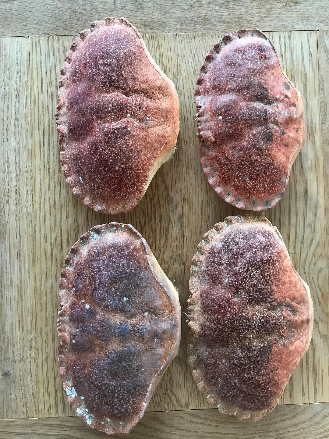 Crab Shell - Cleaned Brown Crab Shells. Collected From the Waters ...