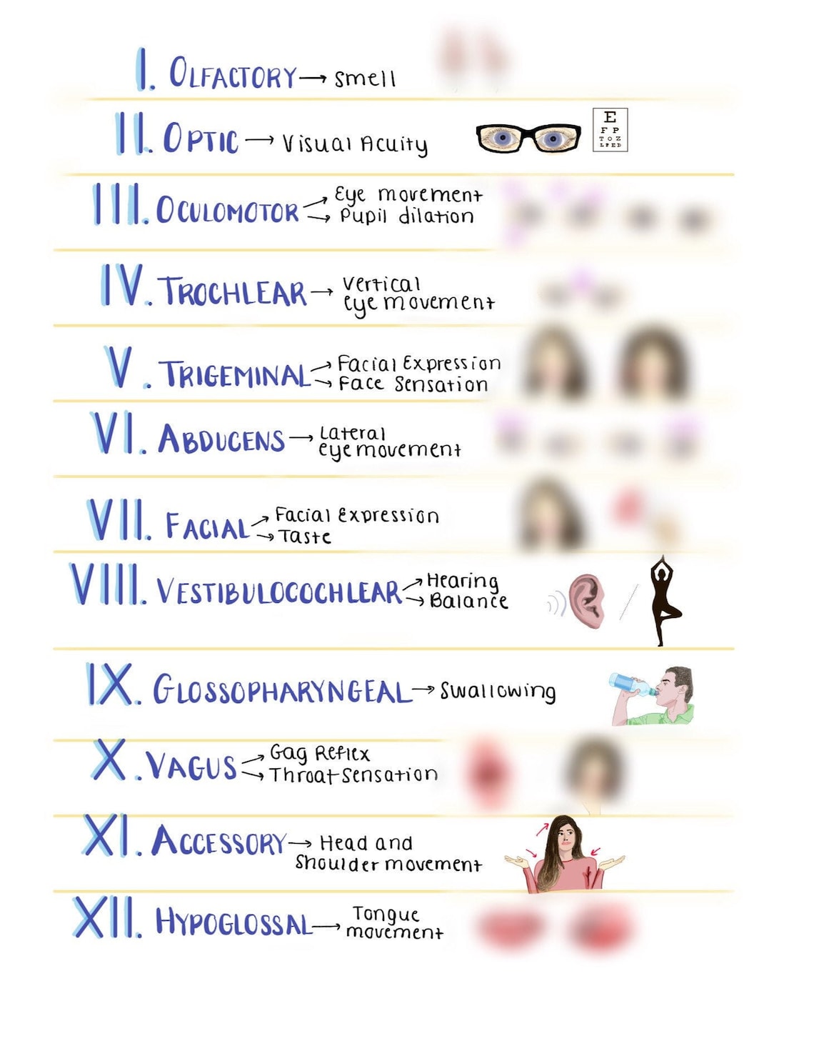 Cranial Nerves Study Guide: Nursing Anatomy & Physiology (PDF Download ...