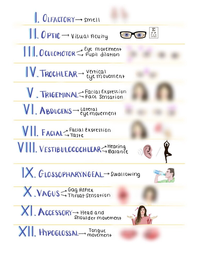 Cranial Nerves Study Guide: Nursing Anatomy & Physiology (PDF Download ...