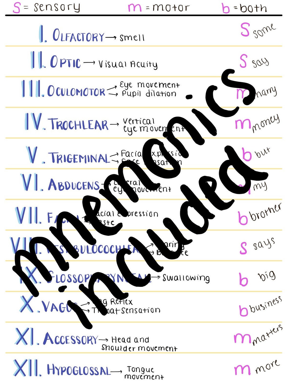 Cranial Nerves Study Guide: Nursing Anatomy & Physiology (PDF Download ...