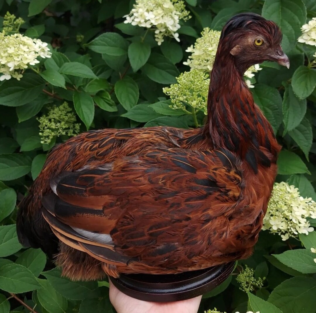Real Taxidermy Chicken - Etsy