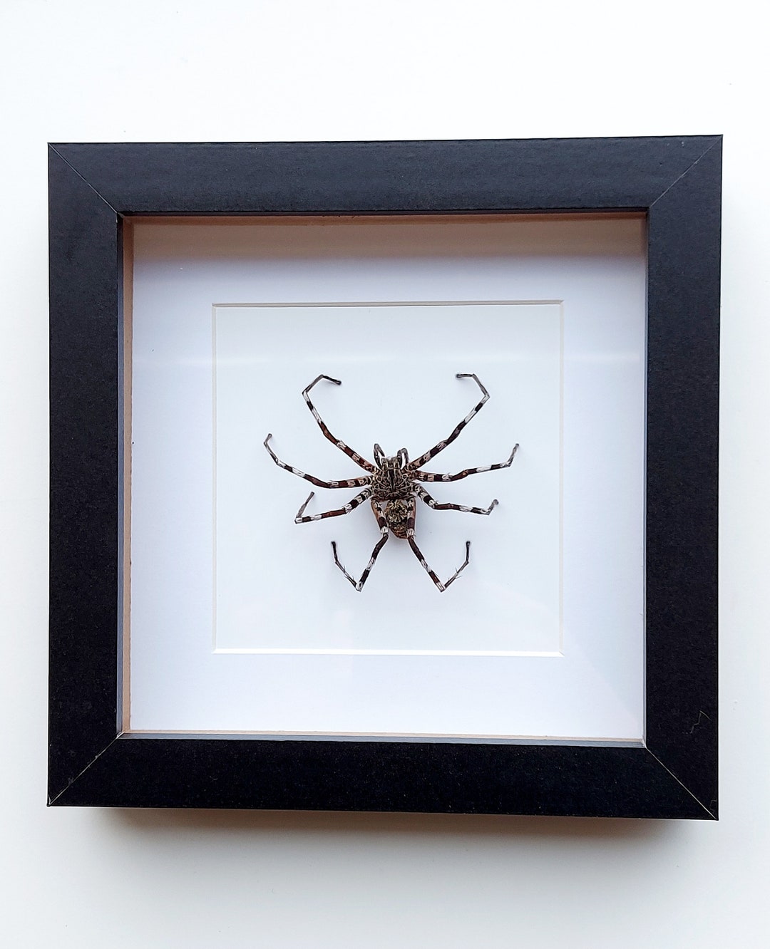 Real Huntsman Spider Black and White in 3D List - Etsy