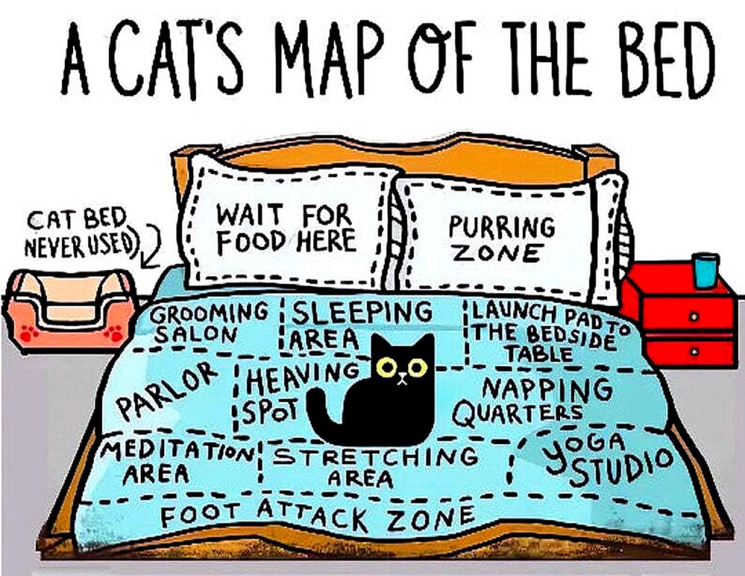 A Cats Map of the Bed Pet Lovers Home Decor Gift Idea Wall Art Brand ...