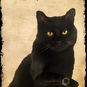 Black Cat Giveashitometer Sign: Rustic Vintage Style Humor, Made in USA ...