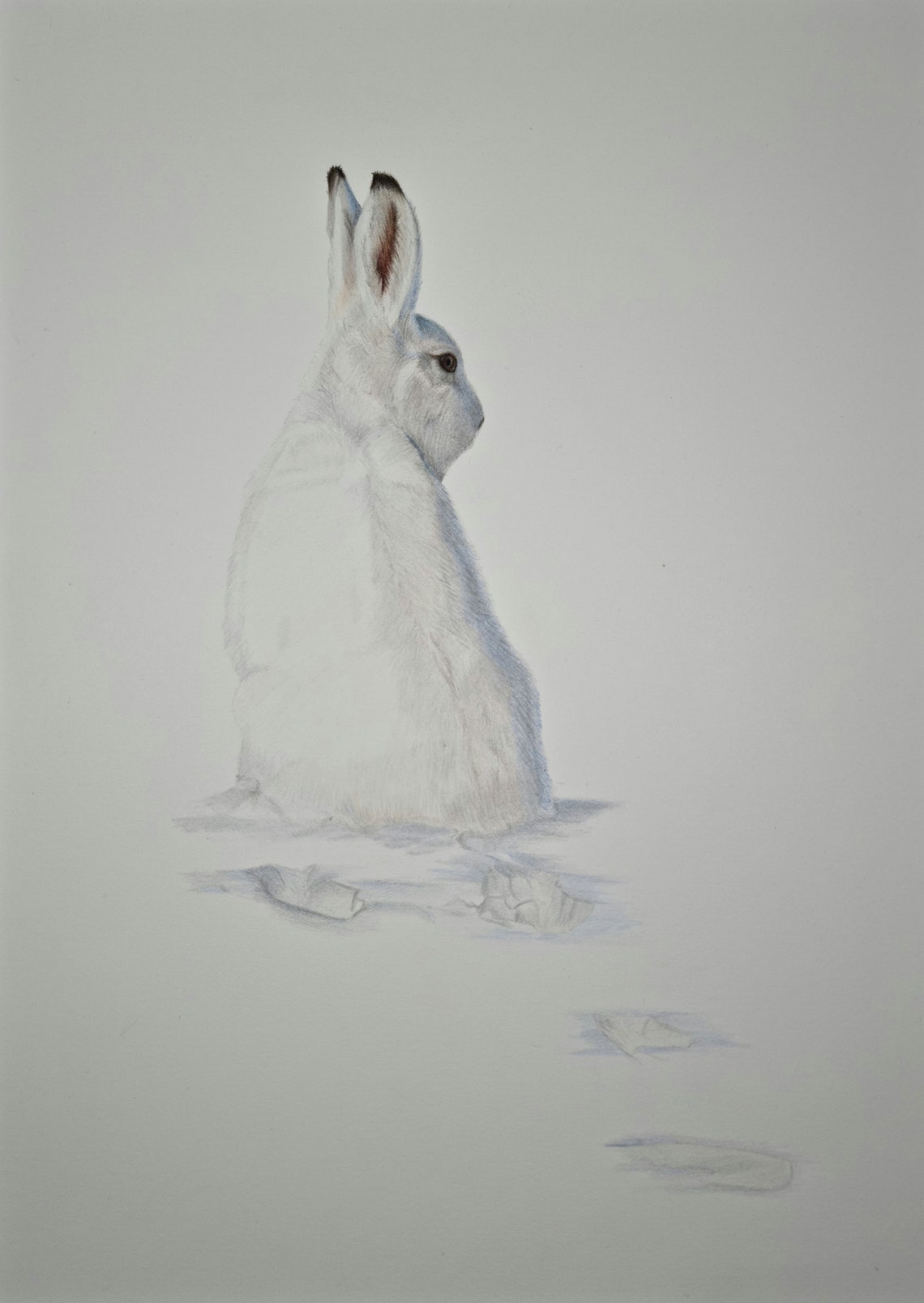 A4 Arctic Hare Print - Etsy