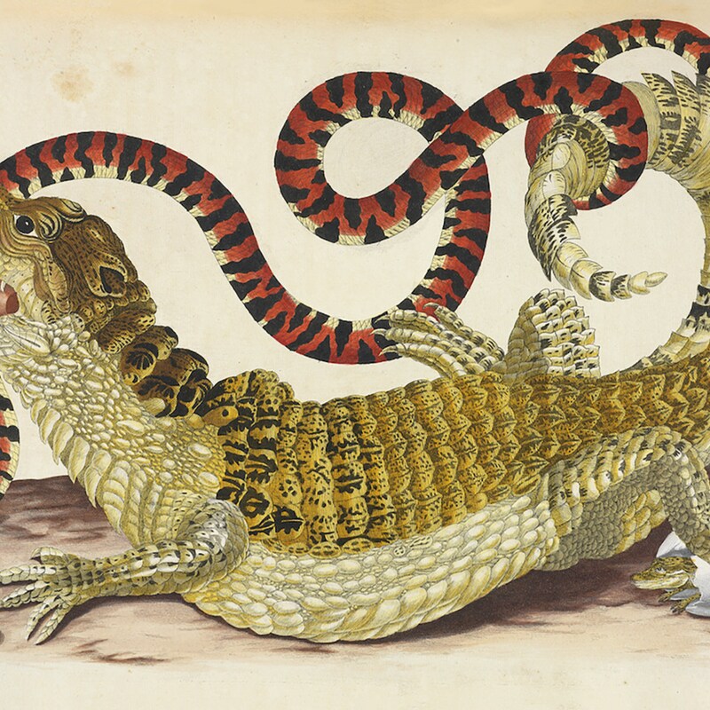 Maria Sibylla Merian - Etsy