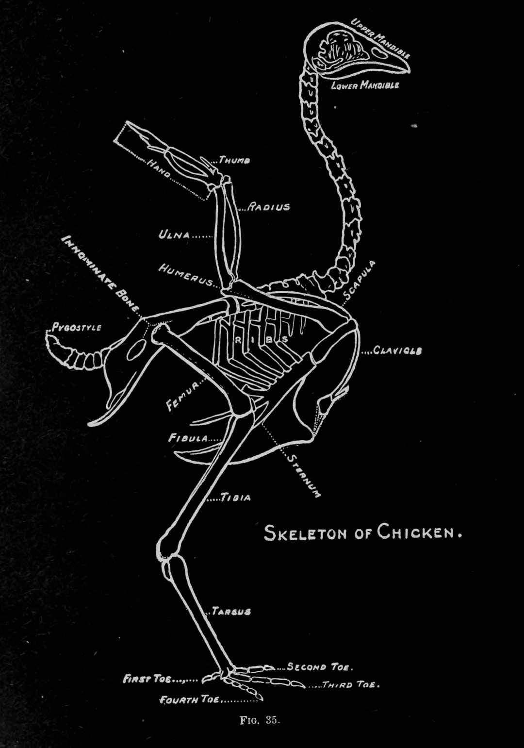 Skeleton of Chicken, Elementary Science, 1908 Postcard - Etsy