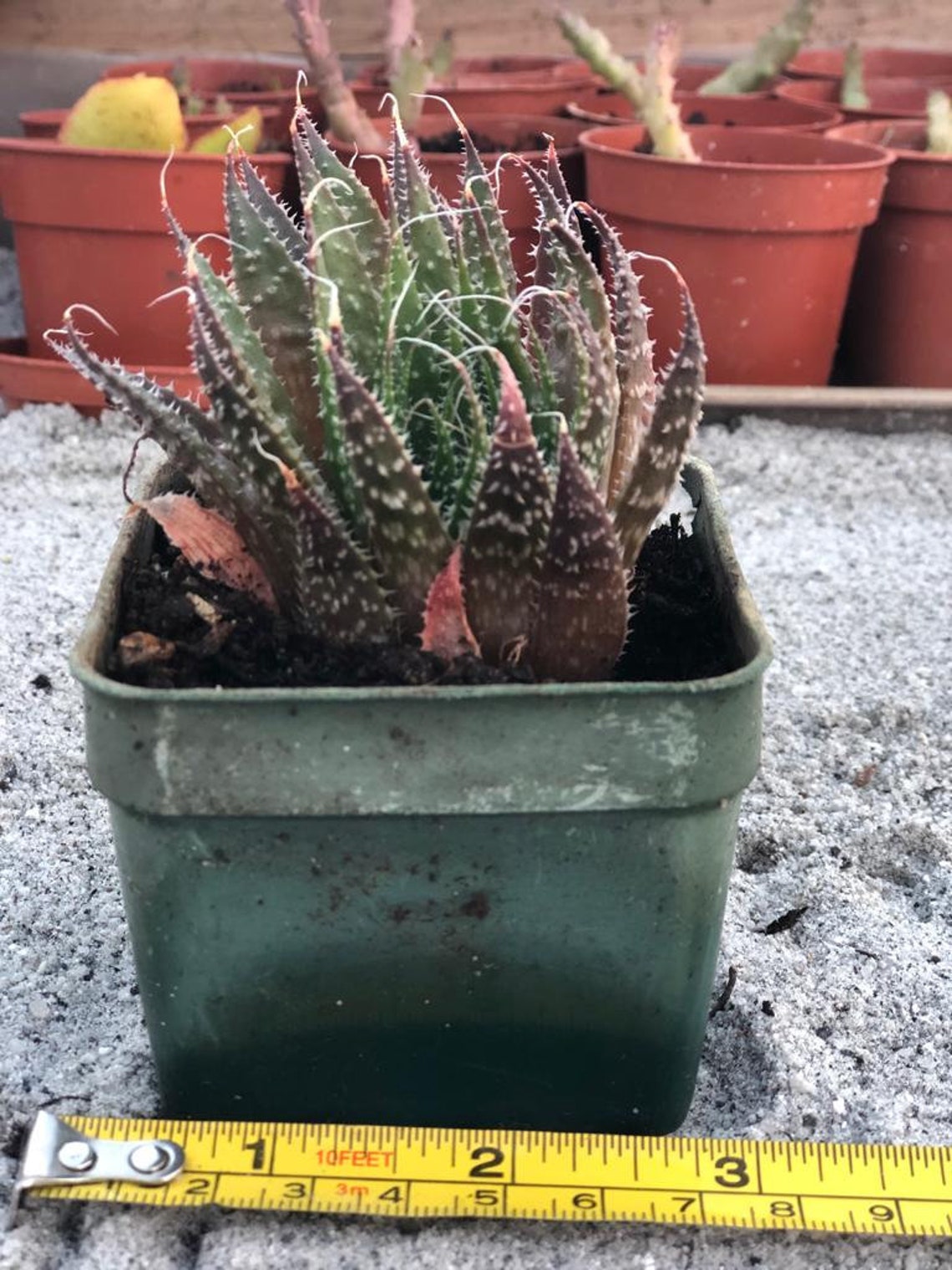 Lace Aloe, Aloe Aristata -succulent - Etsy Canada