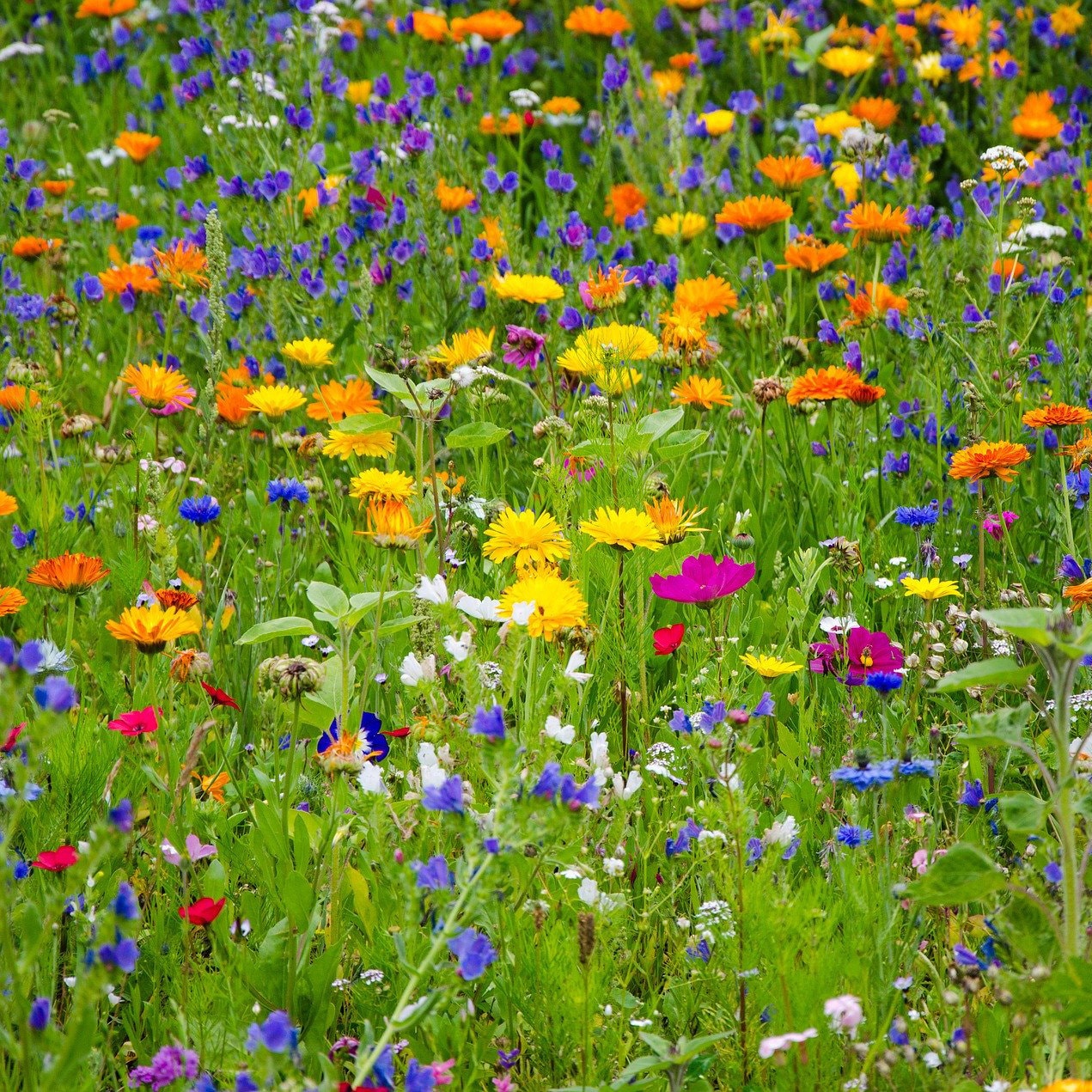 Eco Friendly Happy Easter Gift Best Quality Wildflower - Etsy UK