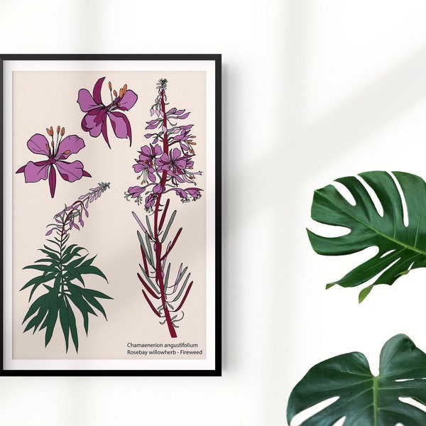 Fireweed Print - Etsy