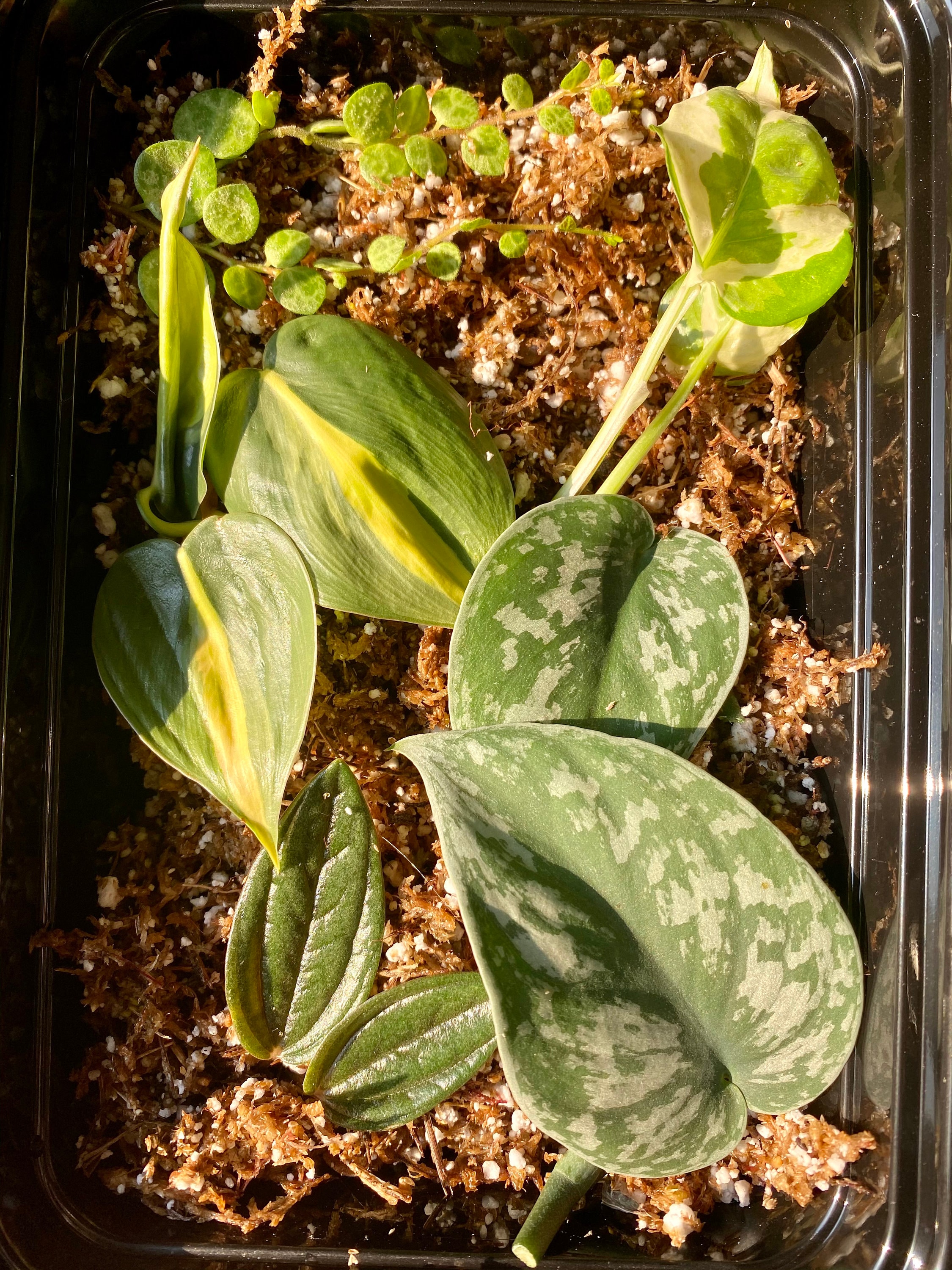 Mystery Houseplant Cutting Moss/leca Propagation Box - Etsy
