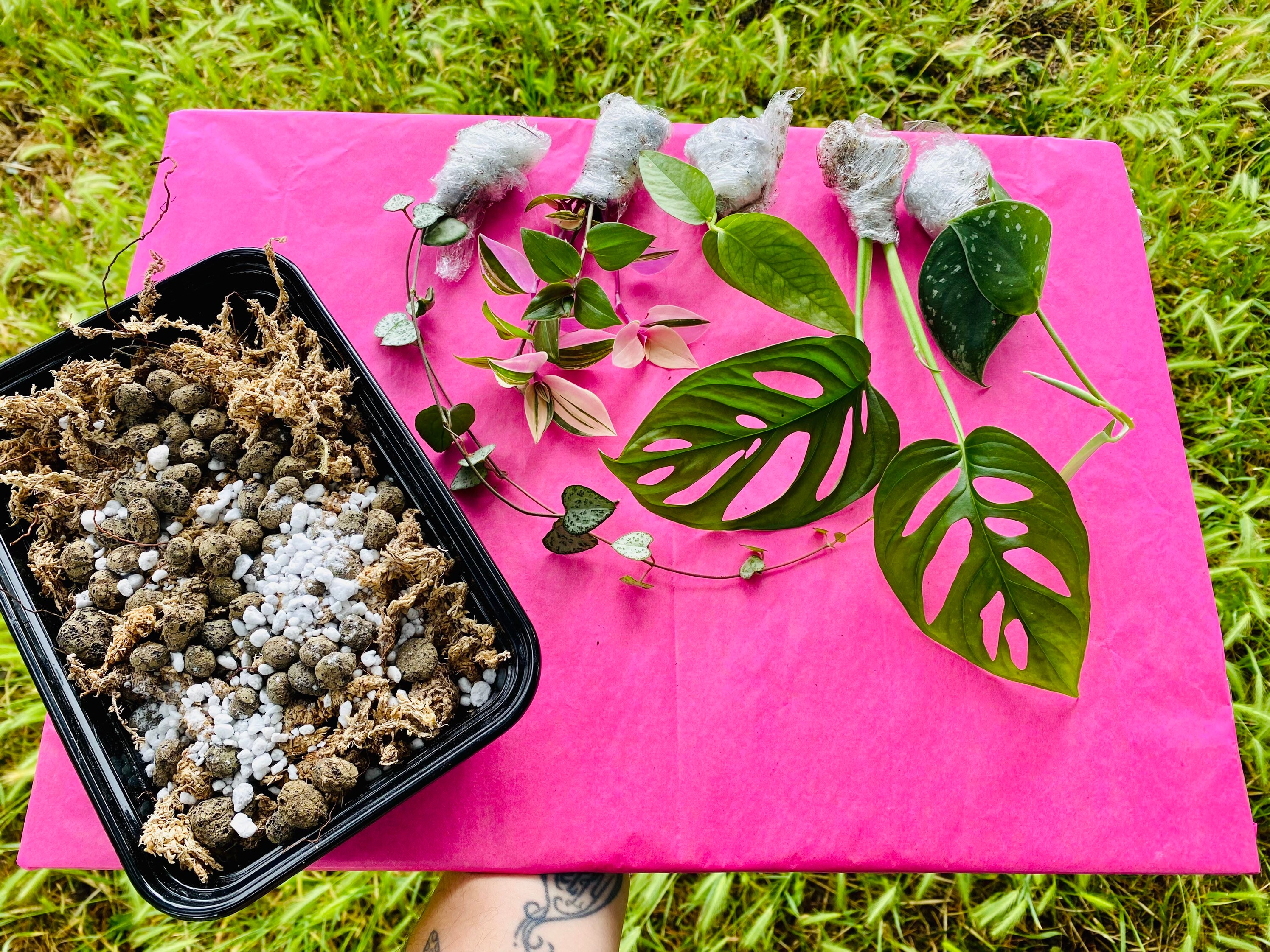 Mystery Houseplant Cutting Moss/leca Propagation Box - Etsy