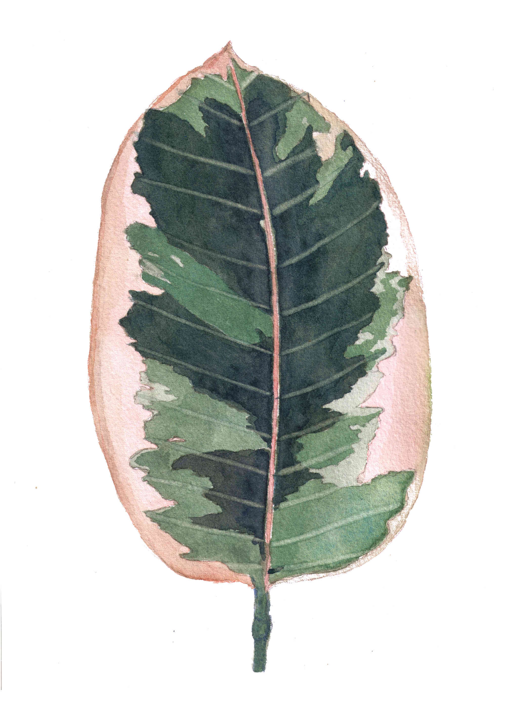 Pink Rubber Tree Leaf (ficus Elastica Ruby) / Digital Download / 5x7 ...