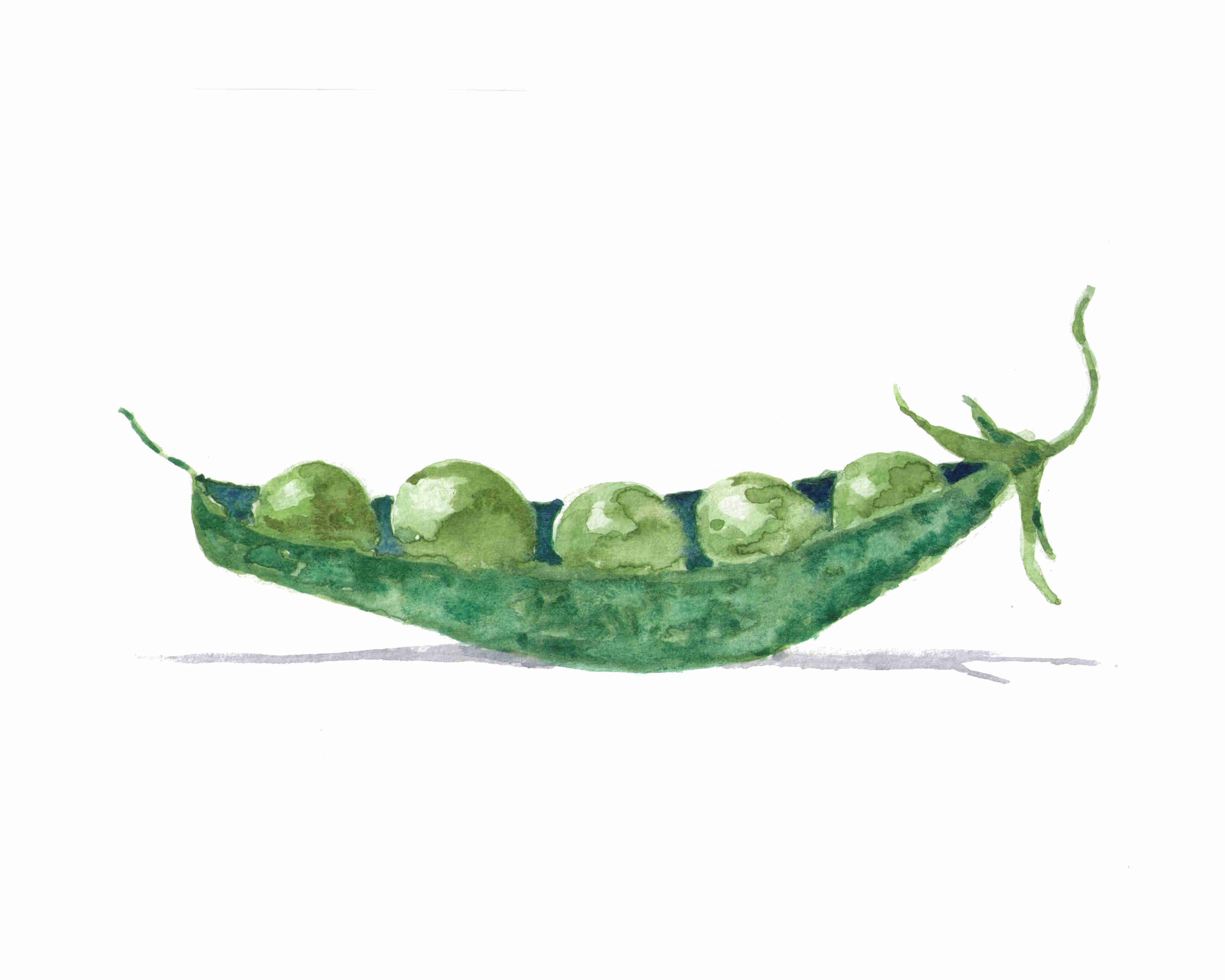 Pea Pod Watercolor Painting / Digital Download / 5x7 & 8x10 - Etsy
