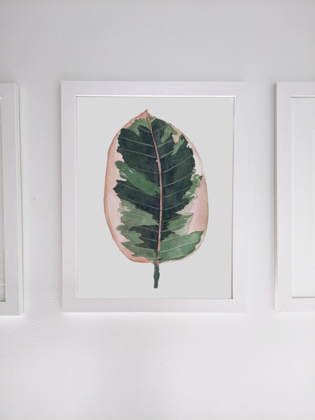 Pink Rubber Tree Leaf (ficus Elastica Ruby) / Digital Download / 5x7 ...