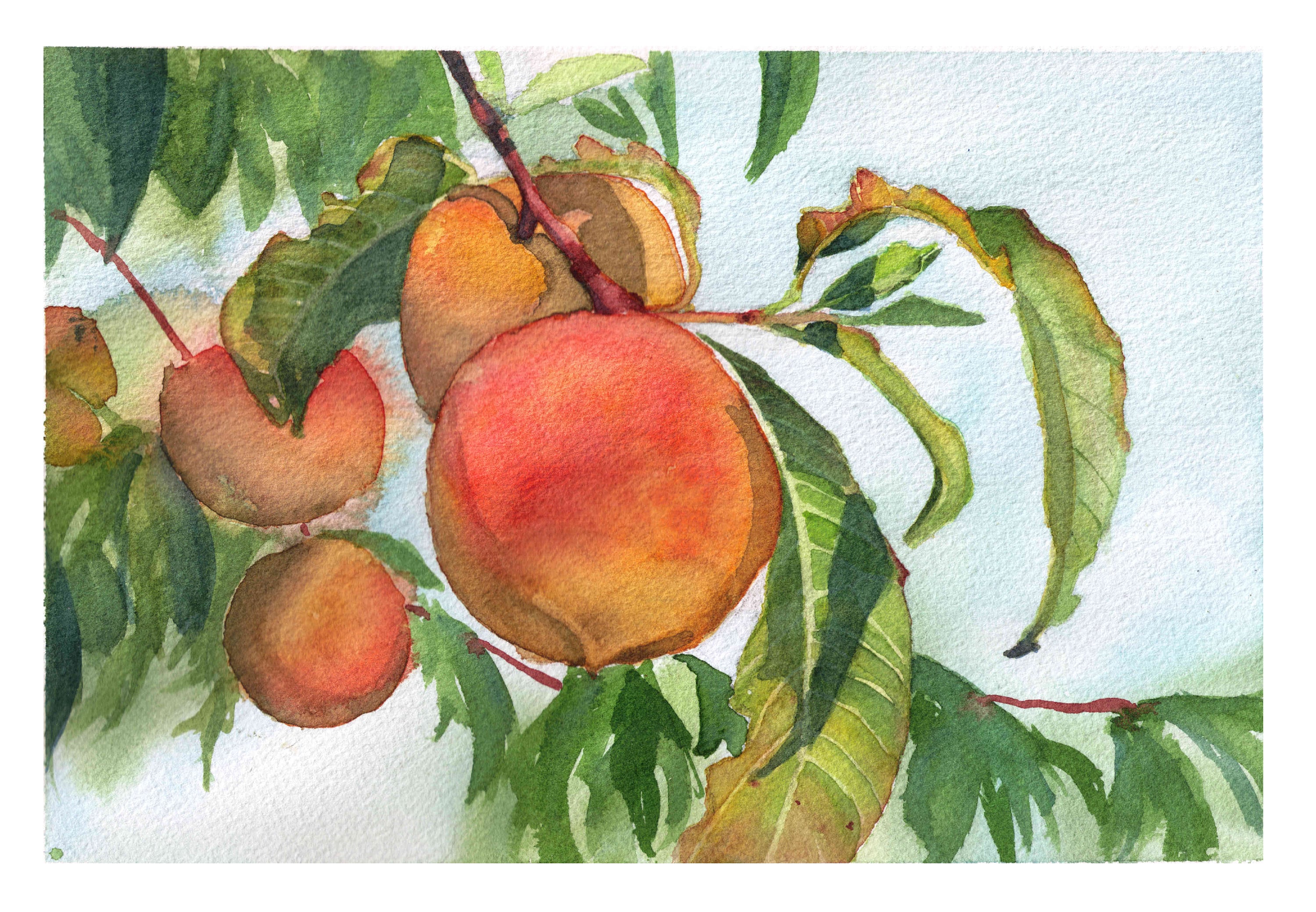 Peach Tree Watercolor Painting / Wall Art / Digital Download / 5x7 & A4 ...