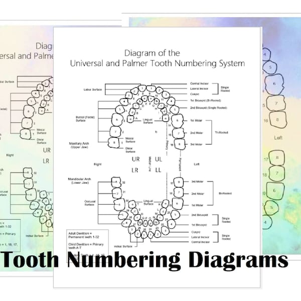 Tooth numbering art - Etsy Nederland