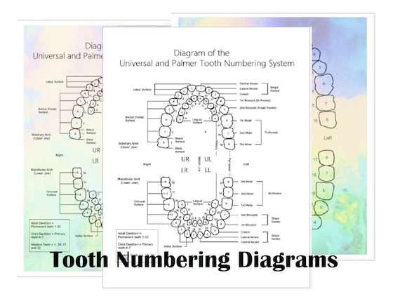 Tooth Numbering System Palmer