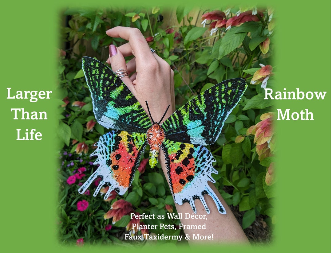 Print of Madagascar Sunset Moth, Rainbow Butterfly, Giant Butterfly ...