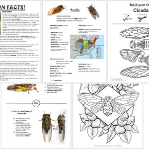 Cicada 2024 Emergence Printable, Learn About Cicadas, Periodic Cicadas ...