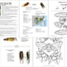 Cicada 2024 Emergence Printable, Learn About Cicadas, Periodic Cicadas ...