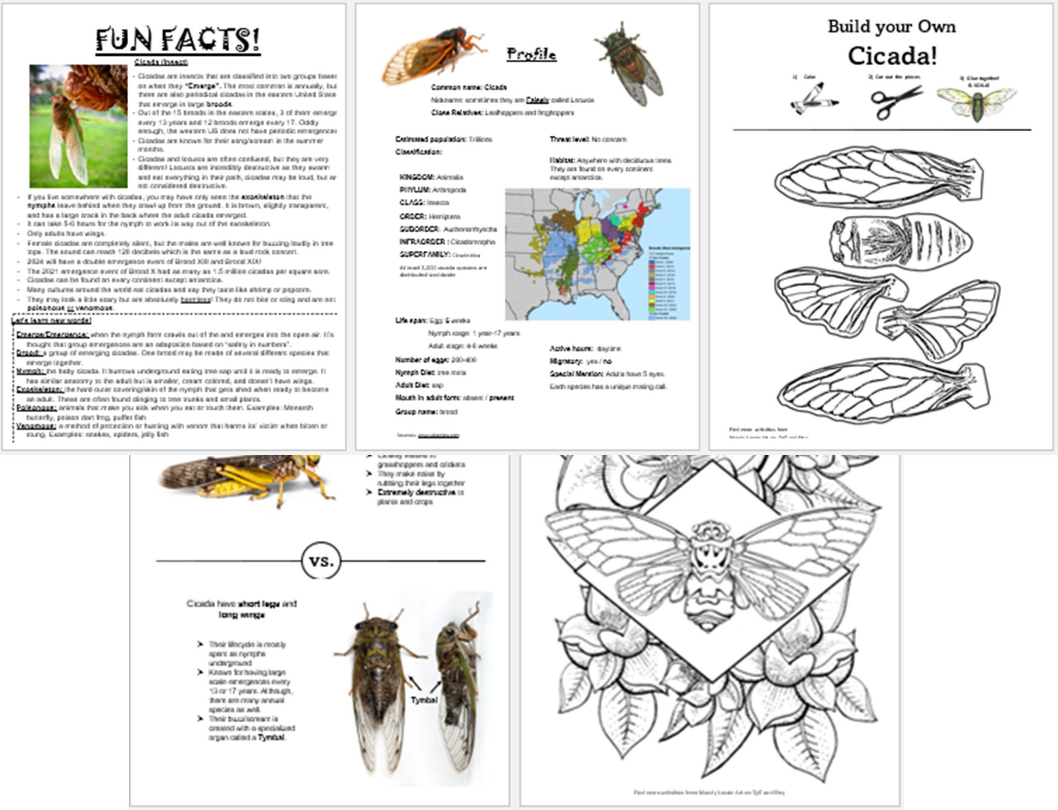 Cicada 2024 Emergence Printable, Learn About Cicadas, Periodic Cicadas ...