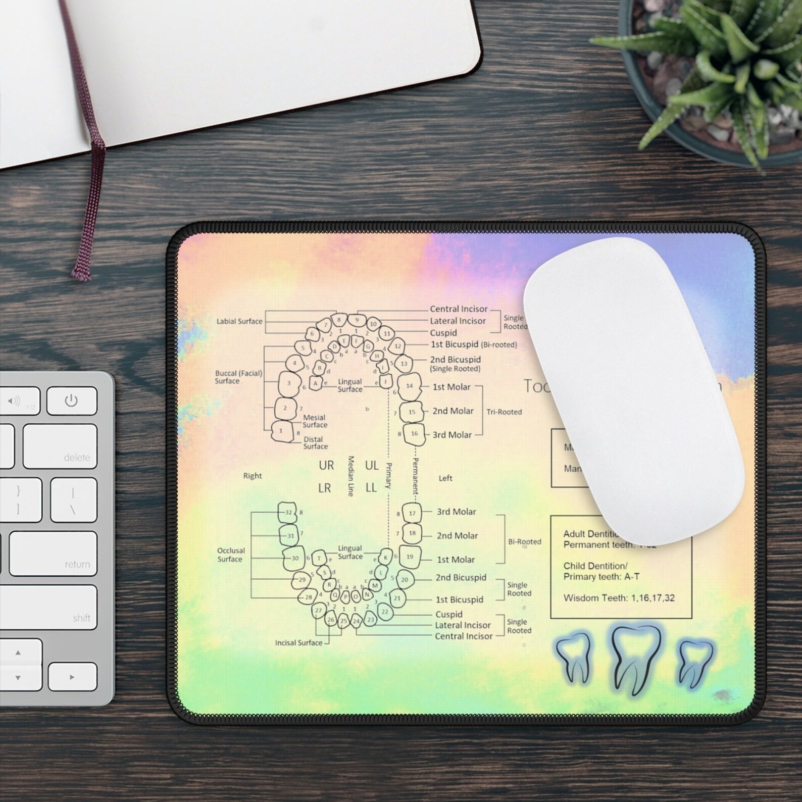 Tooth Numbering Diagram Mouse Pad for Dentist Offices & Students. Tooth ...