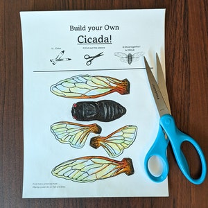 Cicada 2024 Emergence Printable, Learn About Cicadas, Periodic Cicadas ...